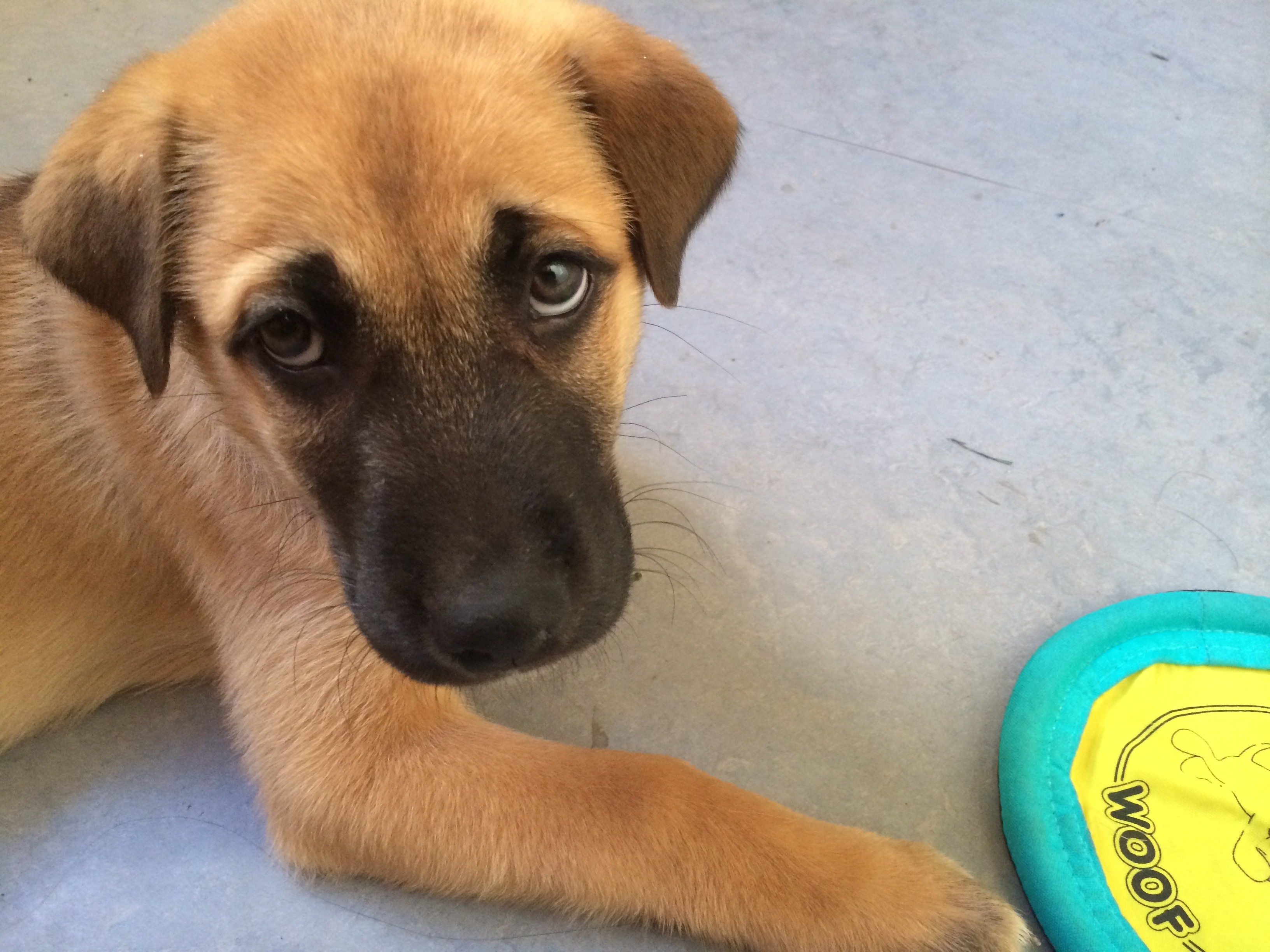 Our New Puppy & New Blog